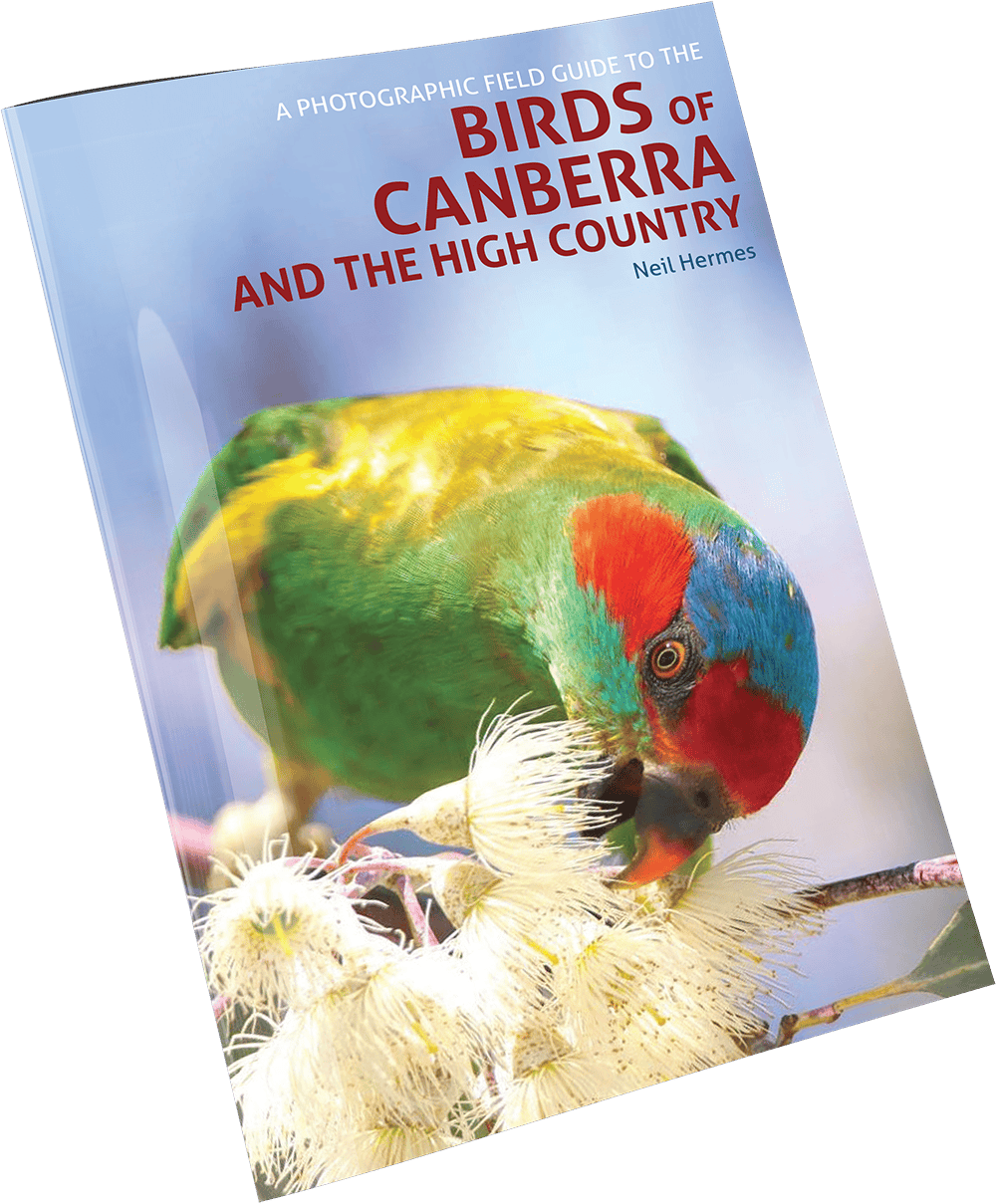 A Photographic Field Guide To The Birds Of Canberra And The High ...
