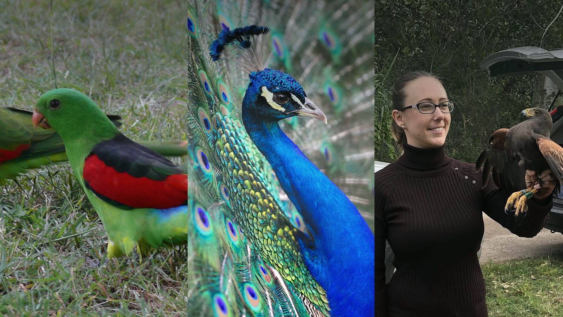 Birds Drunk in Alcohol, Iridescence on Bird Feathers, and Amazing Bird ...