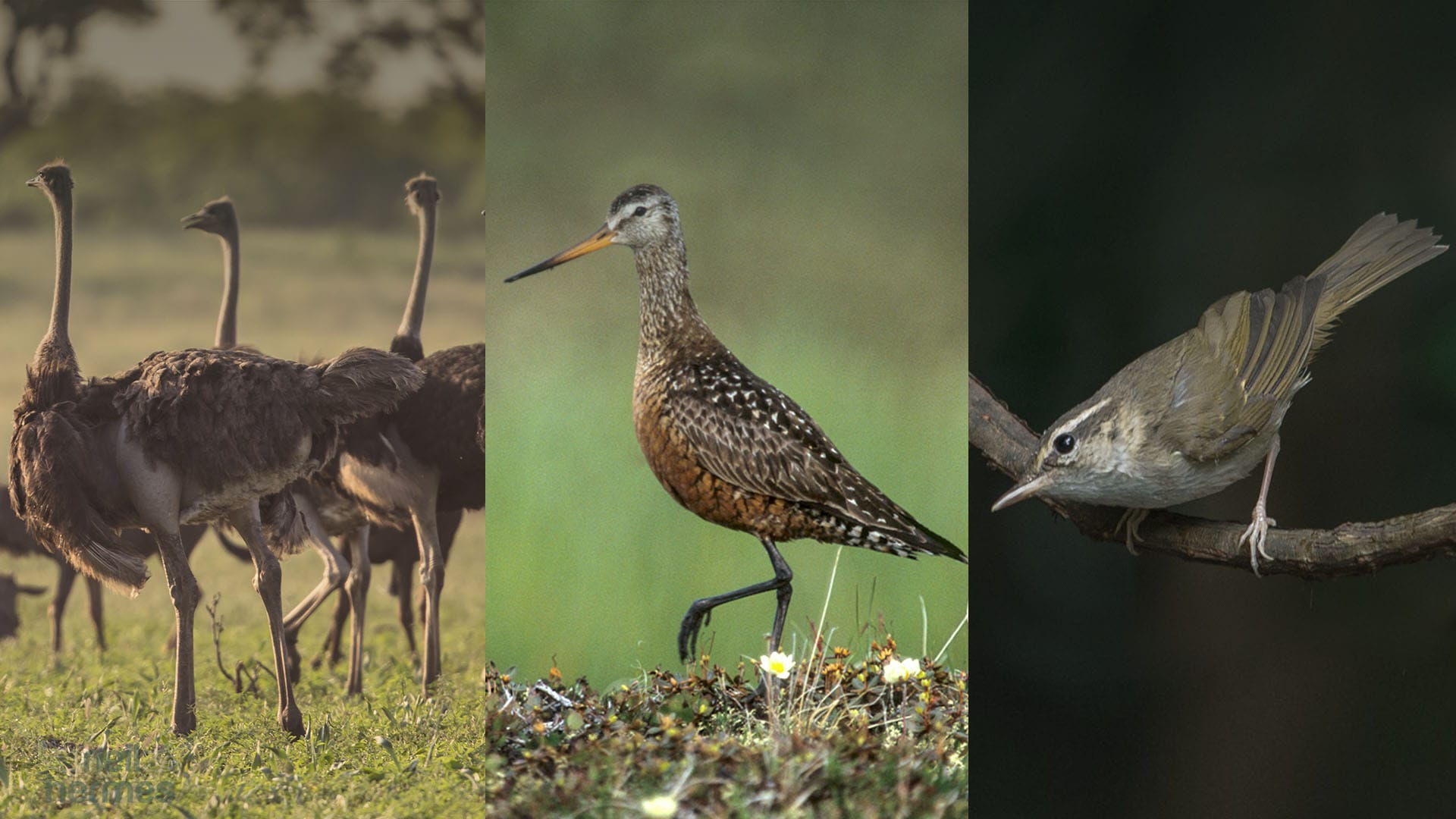 Dinosaur and Modern Birds in Gobi Desert, Chile’s Migrant Birds, and ...