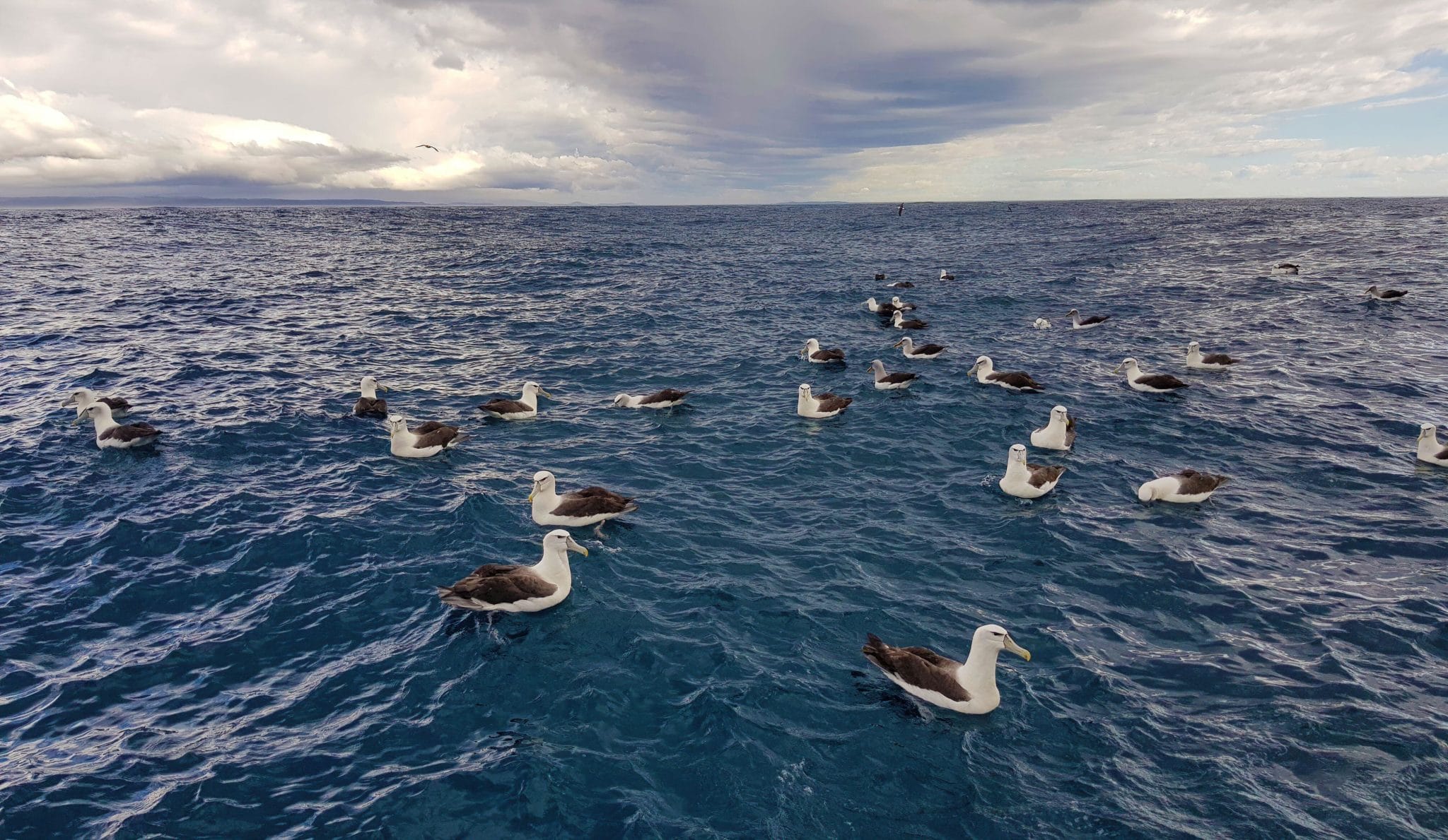 Do Birds Communicate, Bird Habitat Rehabilitation, and Where to Find ...