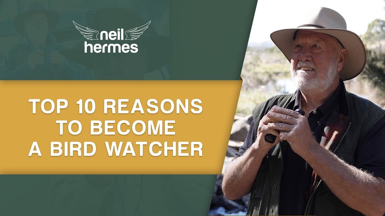 Tips & Guides: Top 10 Reasons To Start Birdwatching | Neil Hermes ...