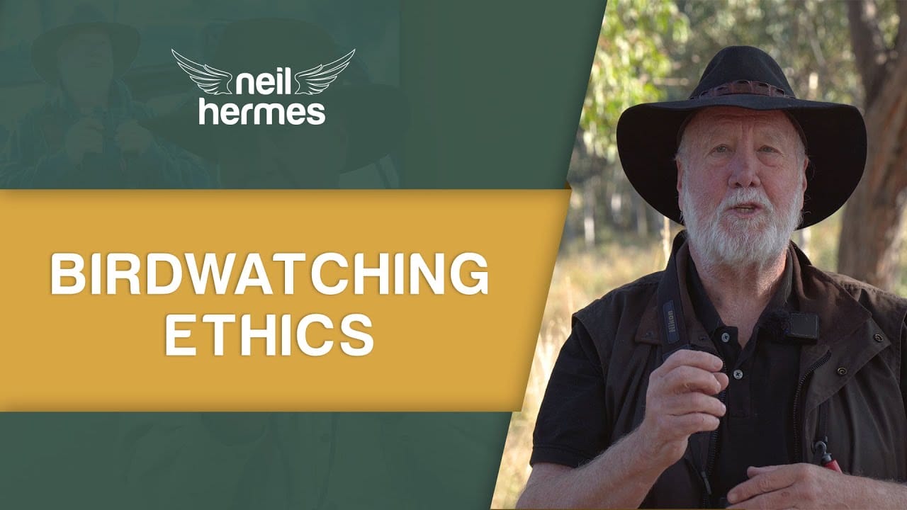 Tips & Guides: Unspoken Rules and Ethics in Birdwatching | Neil Hermes ...