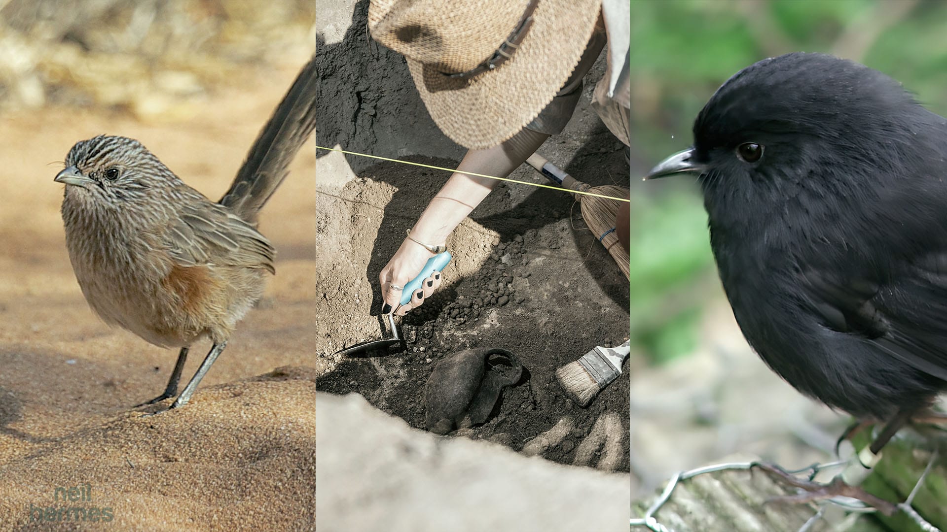 Tips & Guides: Top 10 Reasons To Start Birdwatching | Neil Hermes ...